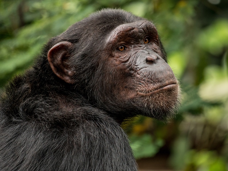 Sponsor an animal | Limbe Wildlife Centre | Change a life today