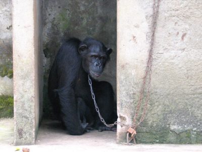 PRIMATES | Limbe Wildlife Centre | Species conservation