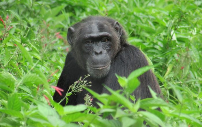 PRIMATES | Limbe Wildlife Centre | Species conservation