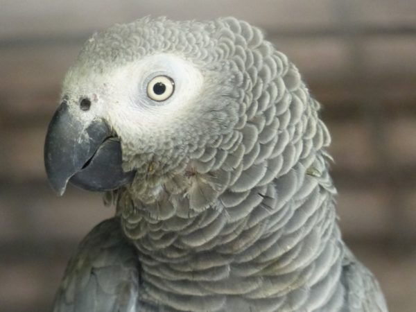 African Grey Parrots | Limbe Wildlife Centre | Species conservation