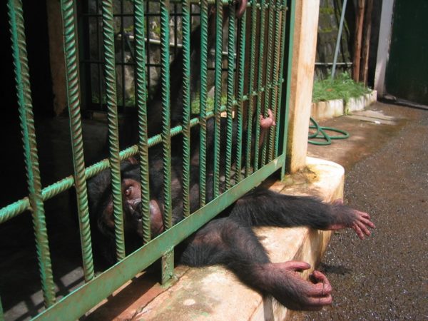 PRIMATES | Limbe Wildlife Centre | Species conservation