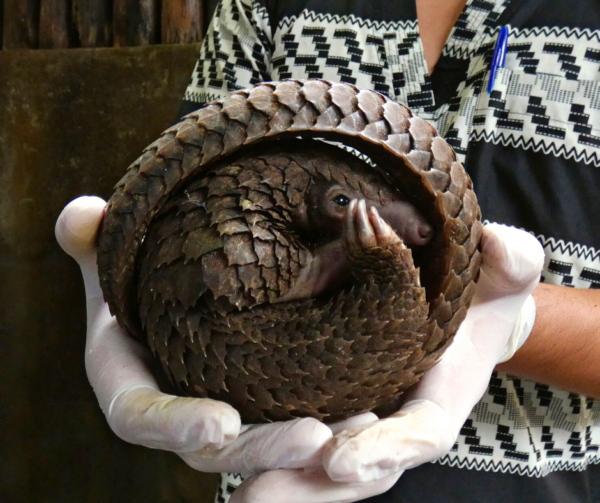 Sanctuary collaboration ensures second chance for rescued pangolin | Limbe Wildlife Centre