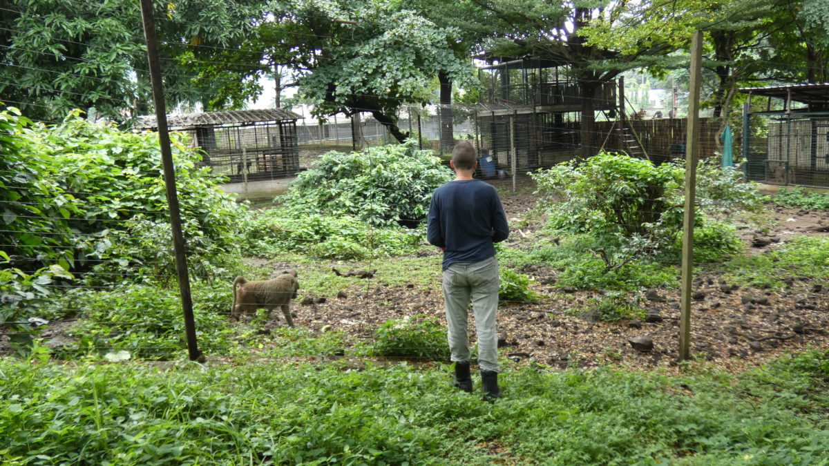 Josep's wild adventure in Cameroon | Limbe Wildlife Centre