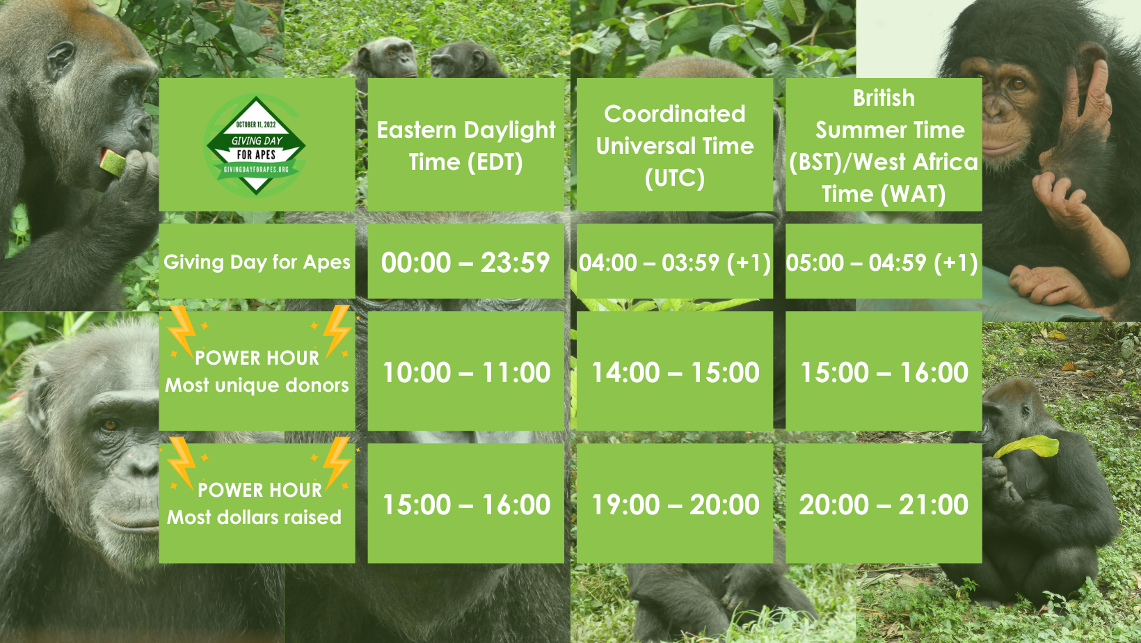 Giving Day for Apes 2022: how to participate and support our orphan ...