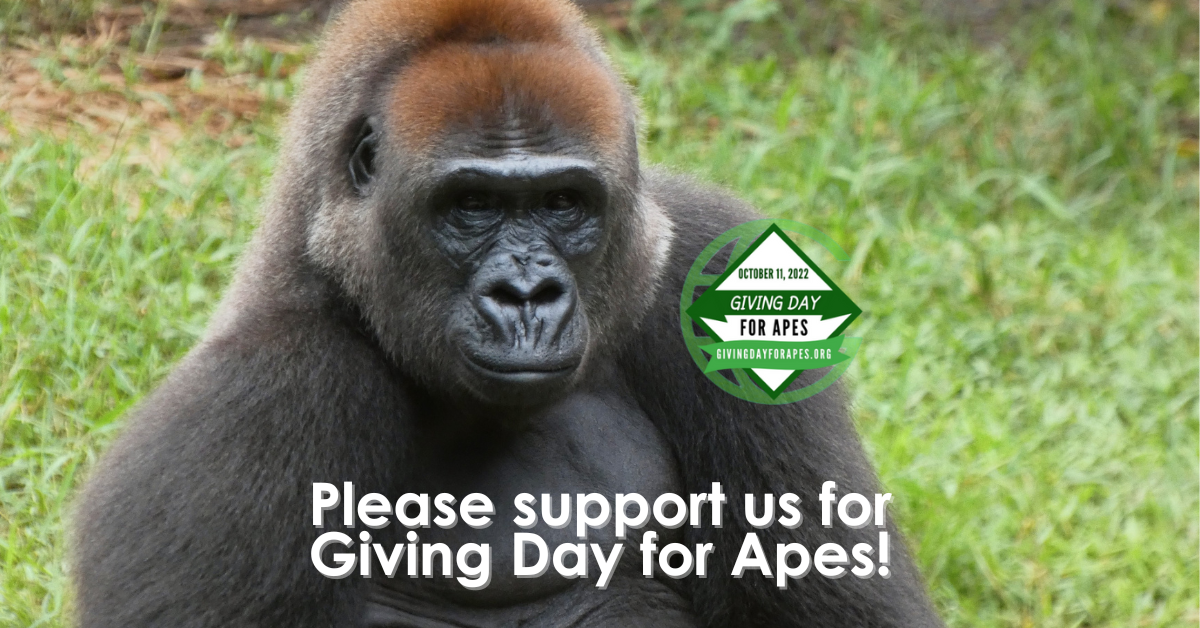 Giving Day for Apes 2022: how to participate and support our orphan ...