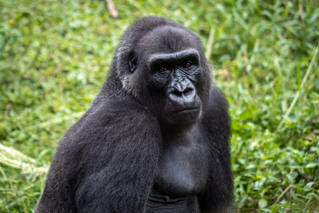 Homepage | Limbe Wildlife Centre