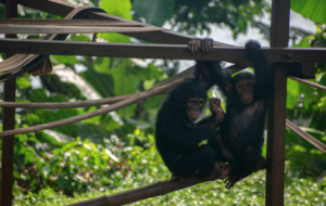 Homepage | Limbe Wildlife Centre